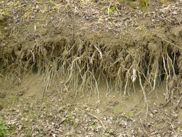 grey dirt texture 0034 - Texturelib